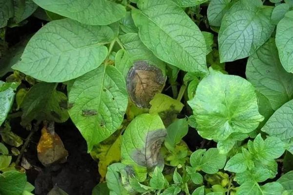 马铃薯晚疫病症状_如何识别与防治-第3张图片-山城妙识