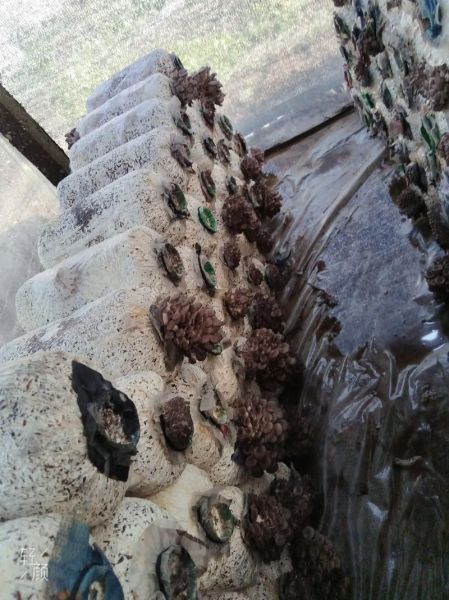 姬菇种植方法_姬菇种植条件-第1张图片-山城妙识