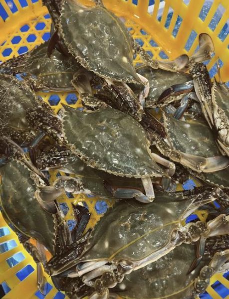 中国海螃蟹种类有哪些_常见海蟹品种大全-第3张图片-山城妙识