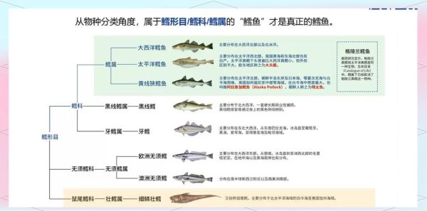 鳕鱼多少钱一斤2020_2020年鳕鱼价格走势-第2张图片-山城妙识