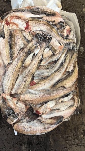 鳕鱼多少钱一斤2020_2020年鳕鱼价格走势-第3张图片-山城妙识