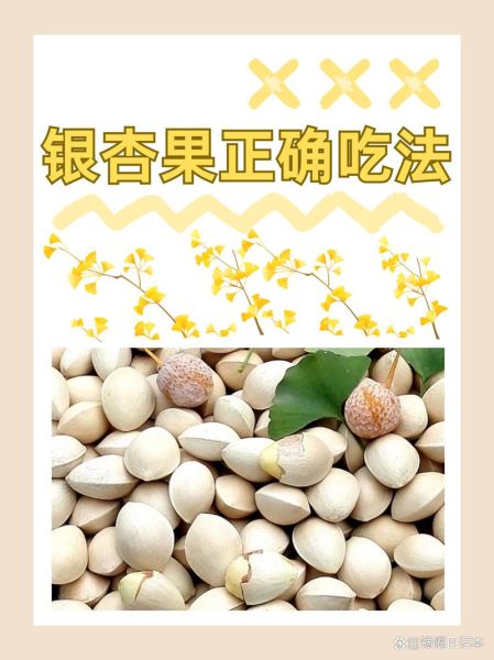 银杏果怎么吃最好_银杏果一天吃多少粒合适-第1张图片-山城妙识