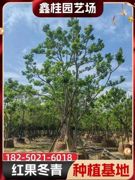 红果冬青树价格多少钱一棵_红果冬青树价格表2024-第3张图片-山城妙识