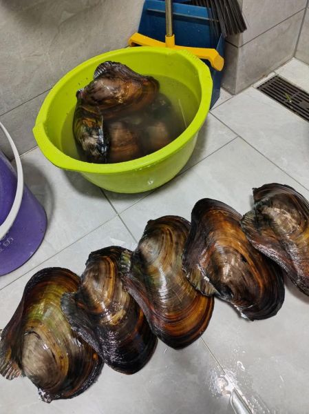 河蚌怎么处理干净_河蚌怎么做好吃又简单-第1张图片-山城妙识