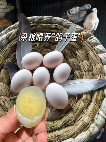 鸽子蛋壮阳吃几个_鸽子蛋壮阳多久见效-第1张图片-山城妙识