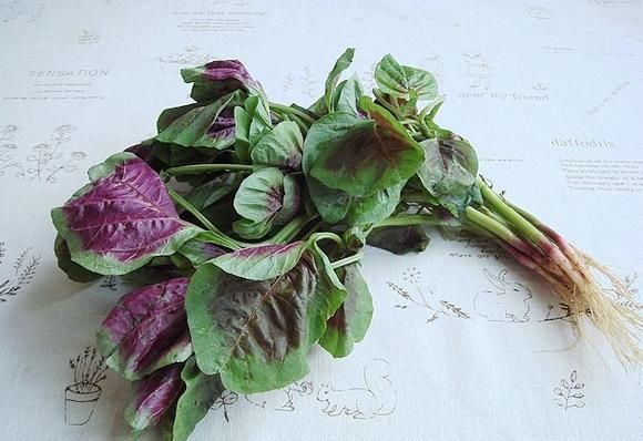 红凤菜是苋菜吗_红凤菜与苋菜的区别-第3张图片-山城妙识