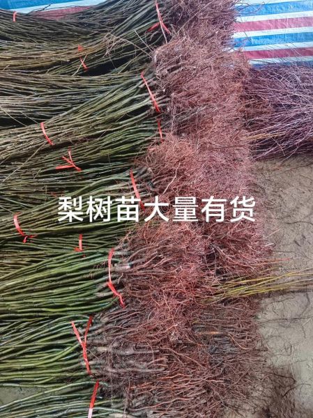 梨树苗怎么选_梨树苗价格多少钱一棵-第2张图片-山城妙识