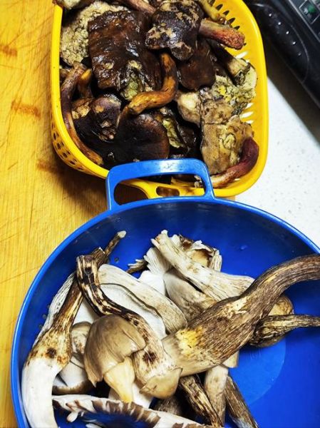 青椒炒鸡枞怎么做_鸡枞菌怎么炒才好吃-第2张图片-山城妙识