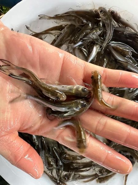 斑点叉尾鮰怎么养_斑点叉尾鮰吃什么-第1张图片-山城妙识