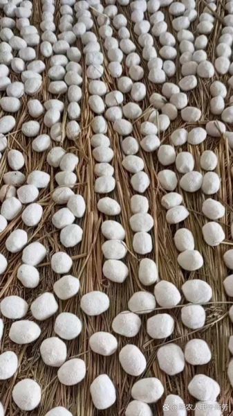 酒曲长什么样子_酒曲图片真实外观-第3张图片-山城妙识