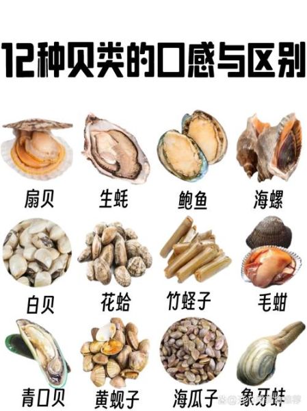 贝类海鲜品种有哪些_如何挑选新鲜贝类-第3张图片-山城妙识 贝类海鲜品种有哪些_如何挑选新鲜贝类-第3张图片-山城妙识