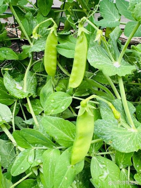 雪豆百科是什么_雪豆百科怎么用-第1张图片-山城妙识 雪豆百科是什么_雪豆百科怎么用-第1张图片-山城妙识