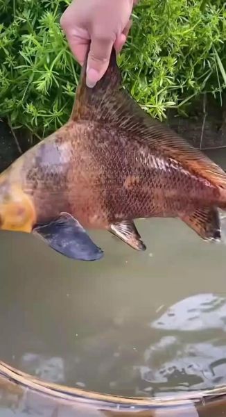 胭脂鱼怎么养_胭脂鱼能长多大-第1张图片-山城妙识 胭脂鱼怎么养_胭脂鱼能长多大-第1张图片-山城妙识