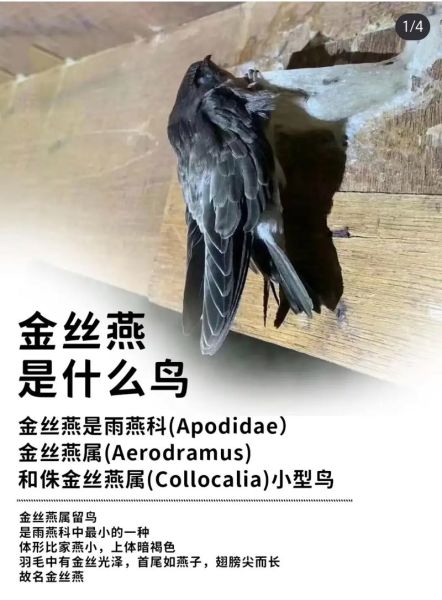 燕窝是什么燕子_金丝燕与白腹雨燕区别-第2张图片-山城妙识