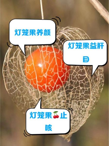 灯笼果的功效与作用_灯笼果怎么吃效果最好-第3张图片-山城妙识