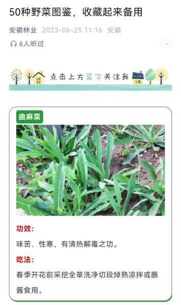 常吃野菜有哪些好处_野菜图片怎么辨认-第1张图片-山城妙识
