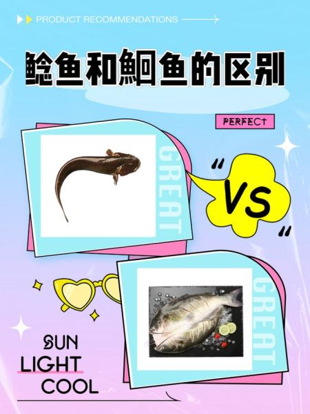 鮰鱼和鲶鱼的区别图片_怎么分辨鮰鱼还是鲶鱼-第1张图片-山城妙识