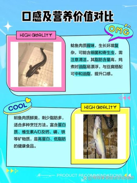 鮰鱼和鲶鱼的区别图片_怎么分辨鮰鱼还是鲶鱼-第2张图片-山城妙识