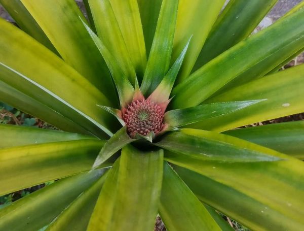 菠萝是被子植物吗_菠萝属于哪一类植物-第1张图片-山城妙识