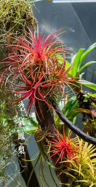 菠萝是被子植物吗_菠萝属于哪一类植物-第2张图片-山城妙识