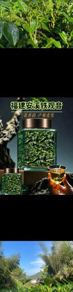 铁观音属于绿茶吗_铁观音和绿茶的区别-第3张图片-山城妙识