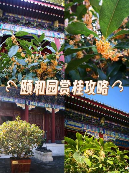 金桂飘香是什么意思_金桂飘香形容什么季节-第2张图片-山城妙识