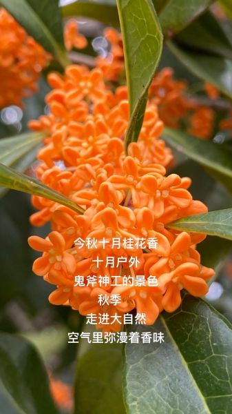 金桂飘香是什么意思_金桂飘香形容什么季节-第1张图片-山城妙识