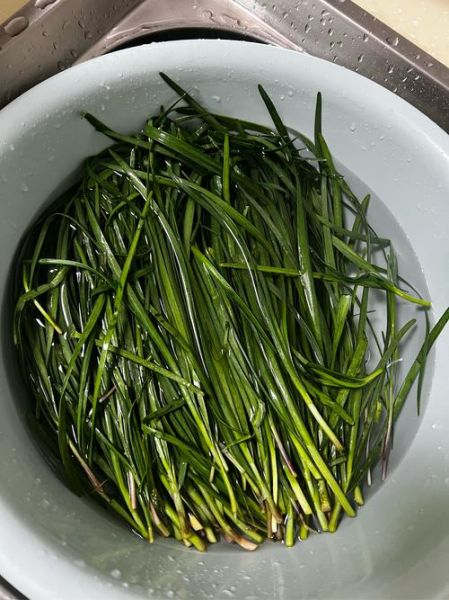 韭菜图片大全图片真实_韭菜怎么分辨真假-第3张图片-山城妙识