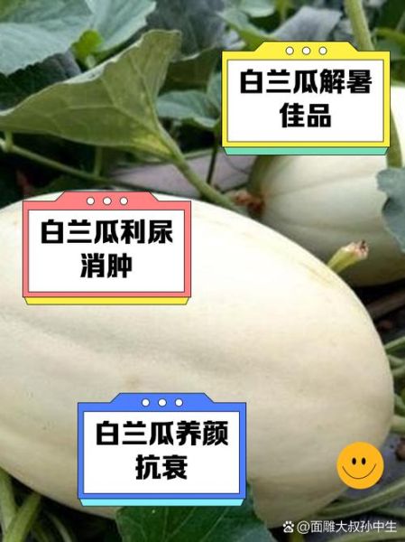 白兰瓜多少钱一斤_白兰瓜价格走势-第2张图片-山城妙识