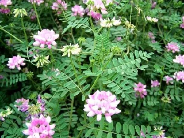 马蹄金怎么养_马蹄金草籽多久发芽-第2张图片-山城妙识 马蹄金怎么养_马蹄金草籽多久发芽-第2张图片-山城妙识