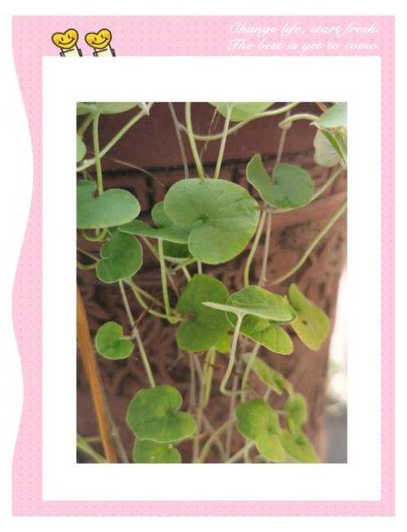 马蹄金怎么养_马蹄金草籽多久发芽-第1张图片-山城妙识 马蹄金怎么养_马蹄金草籽多久发芽-第1张图片-山城妙识