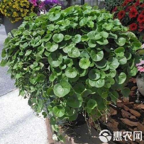 马蹄金怎么养_马蹄金草籽多久发芽-第3张图片-山城妙识 马蹄金怎么养_马蹄金草籽多久发芽-第3张图片-山城妙识