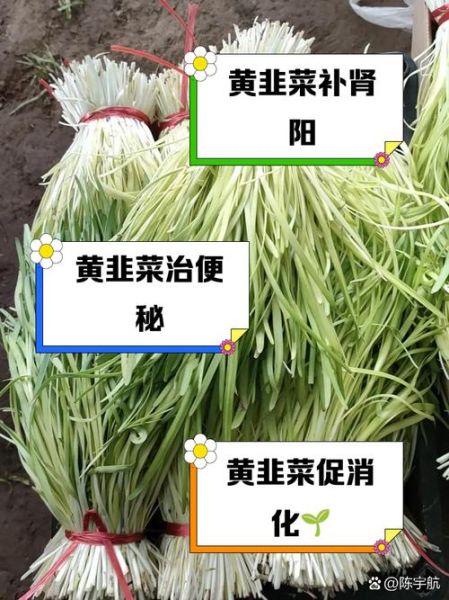 韭菜黄的功效与作用_韭菜黄和韭菜的区别-第1张图片-山城妙识