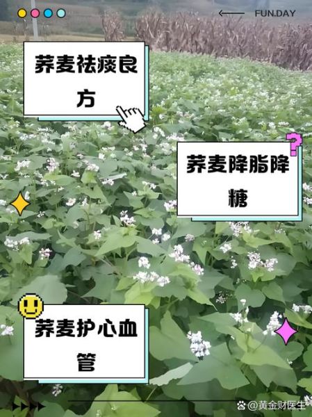 荞麦的功效与作用_荞麦怎么吃-第2张图片-山城妙识