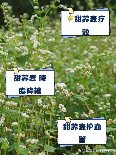 荞麦的功效与作用_荞麦怎么吃-第1张图片-山城妙识