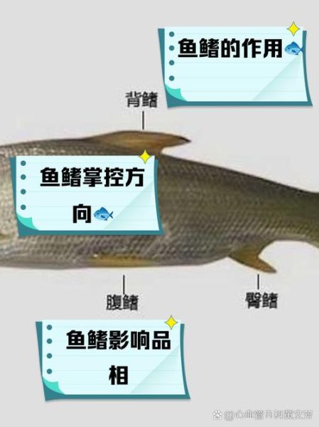 鳍怎么读_鳍的组词有哪些-第2张图片-山城妙识 鳍怎么读_鳍的组词有哪些-第2张图片-山城妙识