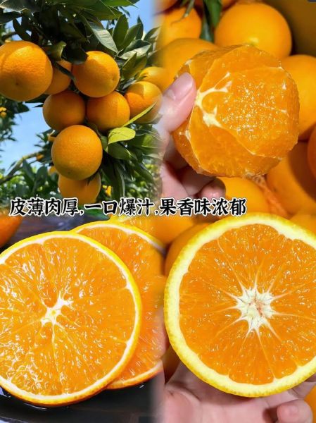 麻阳冰糖橙批发价格多少钱一斤_麻阳冰糖橙批发行情怎么样-第3张图片-山城妙识 麻阳冰糖橙批发价格多少钱一斤_麻阳冰糖橙批发行情怎么样-第3张图片-山城妙识