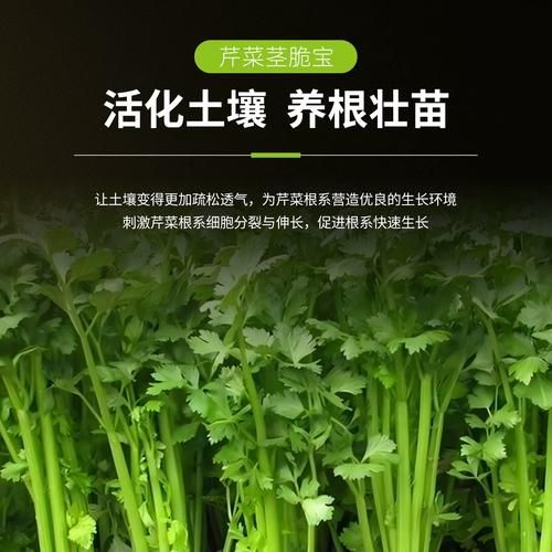 芹菜怎么施肥_芹菜种植技术与管理-第1张图片-山城妙识