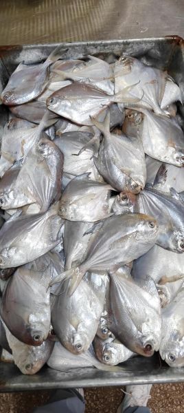 海鲳鱼多少钱一斤_海鲳鱼价格行情-第1张图片-山城妙识