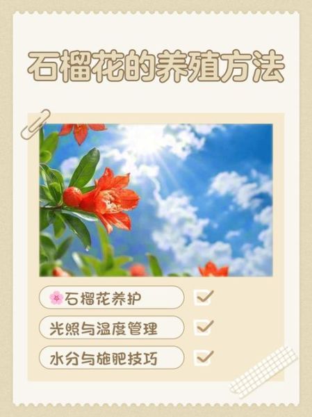 石榴花怎么养_石榴花的花语是什么-第1张图片-山城妙识 石榴花怎么养_石榴花的花语是什么-第1张图片-山城妙识