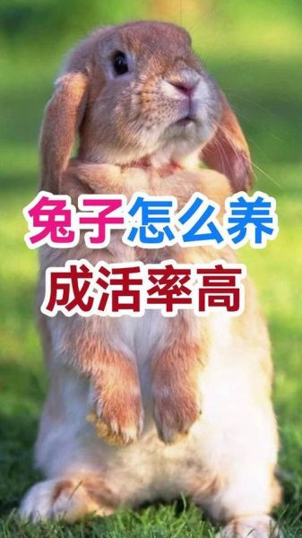兔子怎么养_兔子日常护理技巧-第1张图片-山城妙识