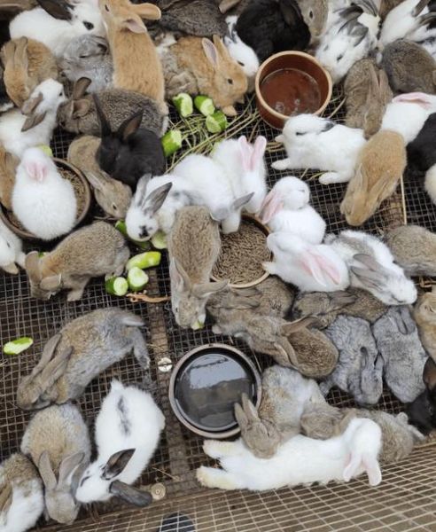 兔子怎么养_兔子日常护理技巧-第3张图片-山城妙识