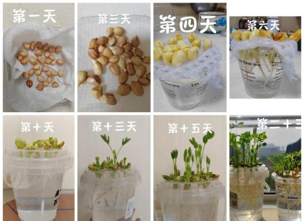 花生芽怎么发最快最好_花生芽快速发芽技巧-第1张图片-山城妙识 花生芽怎么发最快最好_花生芽快速发芽技巧-第1张图片-山城妙识