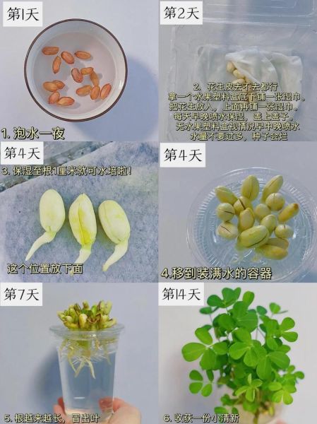 花生芽怎么发最快最好_花生芽快速发芽技巧-第2张图片-山城妙识 花生芽怎么发最快最好_花生芽快速发芽技巧-第2张图片-山城妙识