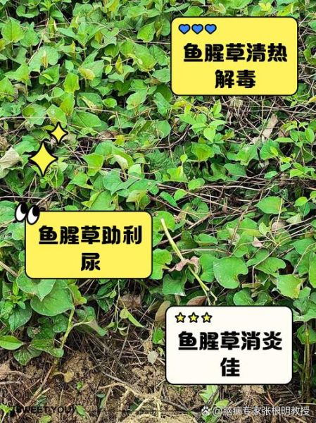 鱼腥草的副作用有哪些_鱼腥草长期吃会伤肾吗-第3张图片-山城妙识