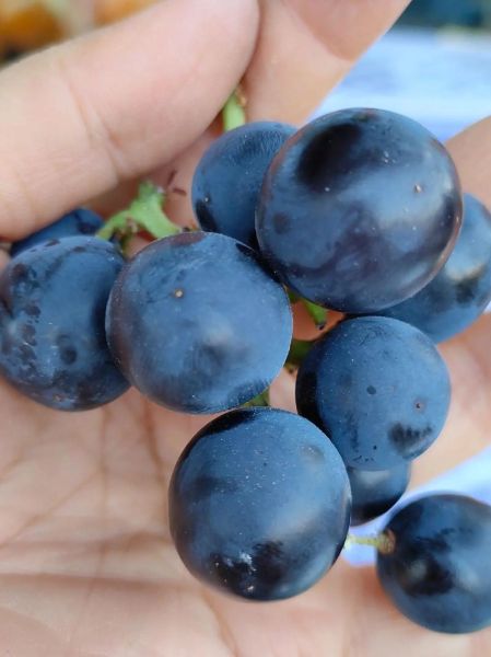 蓝莓葡萄的功效与作用_蓝莓葡萄怎么吃最营养-第2张图片-山城妙识