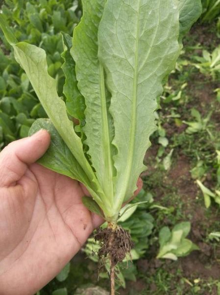 莴苣叶图片_莴苣叶可以吃吗-第2张图片-山城妙识