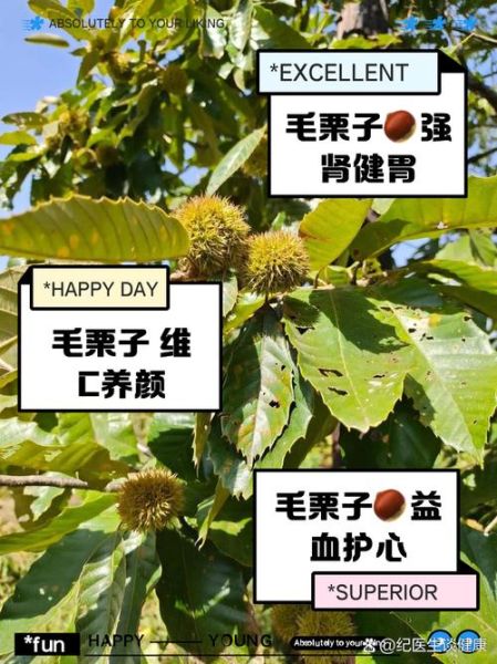 毛栗子热量高吗_毛栗子营养价值与功效-第1张图片-山城妙识