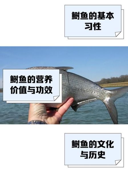 鲥鱼多刺怎么办_海棠网挑选技巧-第1张图片-山城妙识