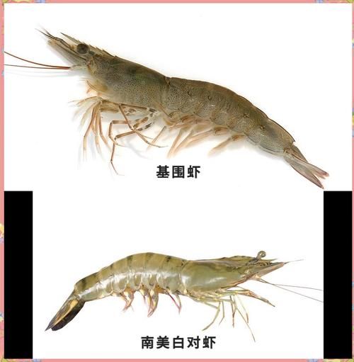 鸡尾虾和基围虾的区别图_哪个更好吃-第3张图片-山城妙识 鸡尾虾和基围虾的区别图_哪个更好吃-第3张图片-山城妙识